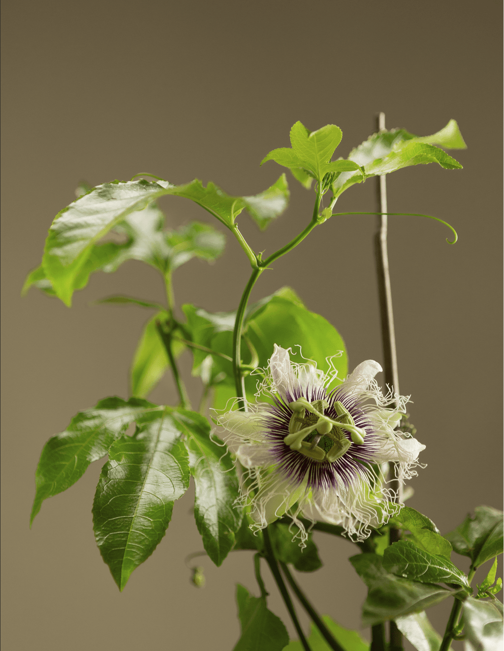 Unusual Vines