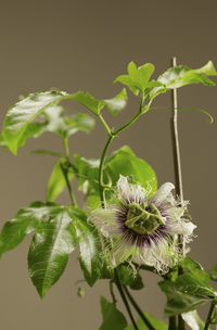 Frederick Passiflora — Raintree Nursery