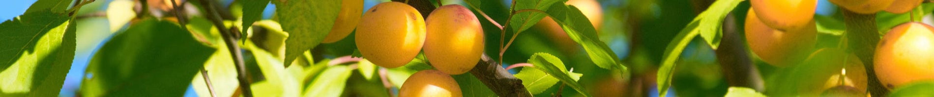 GROWING FRUIT TREES COMBINATION TREES