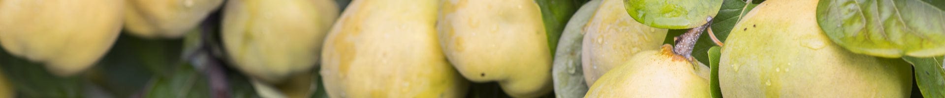 GROWING FRUIT TREES ROOTSTOCK GUIDE - Raintree Nursery