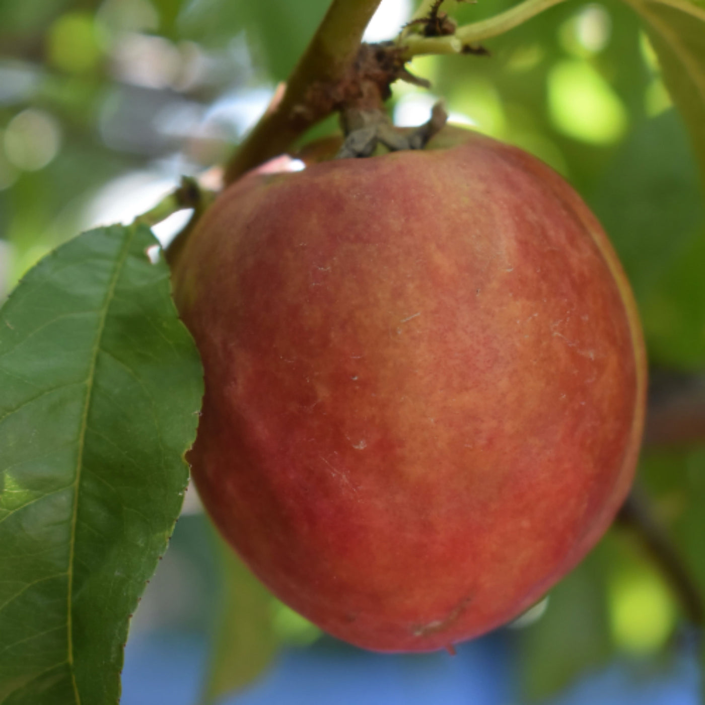 Red Gold Nectarine — Raintree Nursery