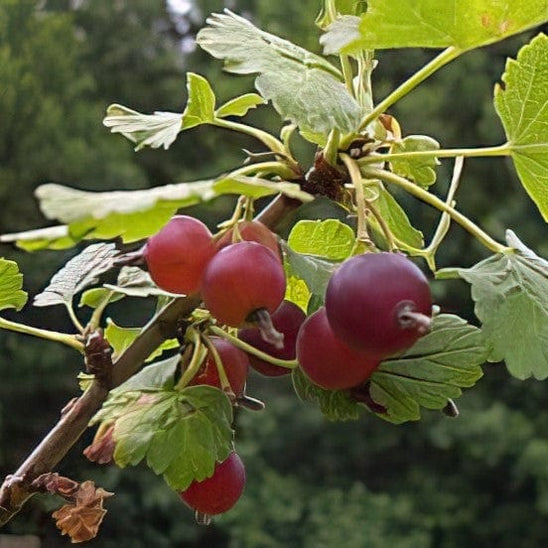 Jostaberry Plants — Raintree Nursery