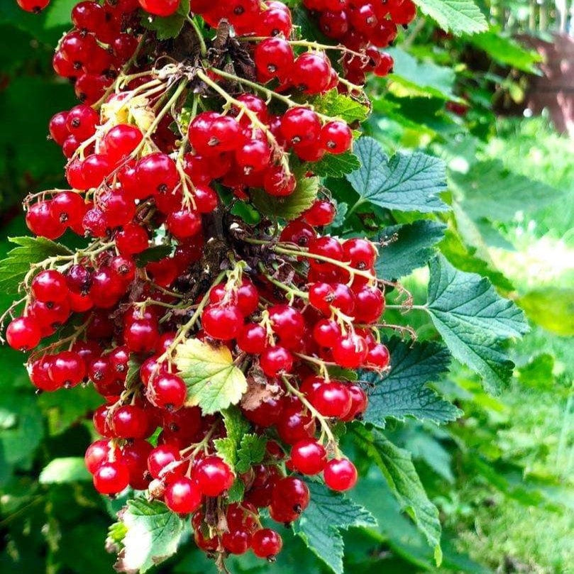 Currant Plants For Sale from Raintree Nursery