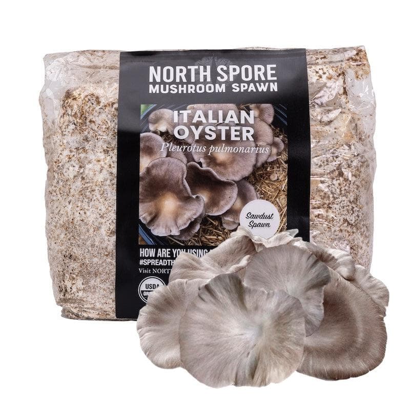 Organic Italian Oyster Mushroom Sawdust Spawn - Raintree Nursery