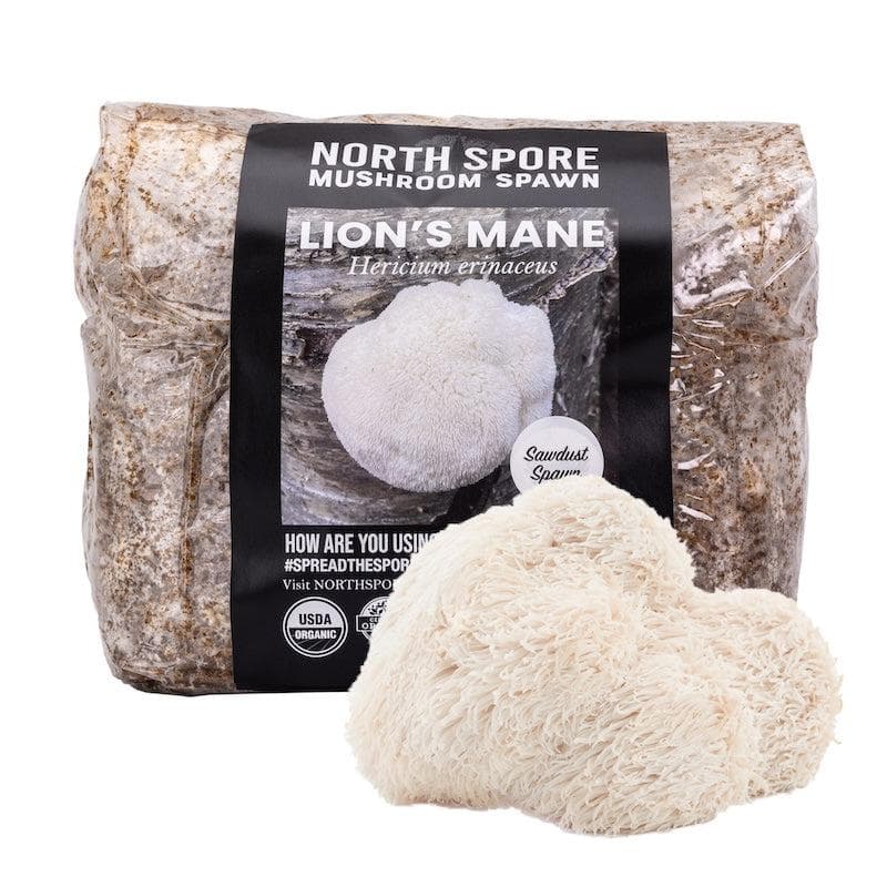 Organic Lion's Mane Mushroom Sawdust Spawn — Raintree Nursery