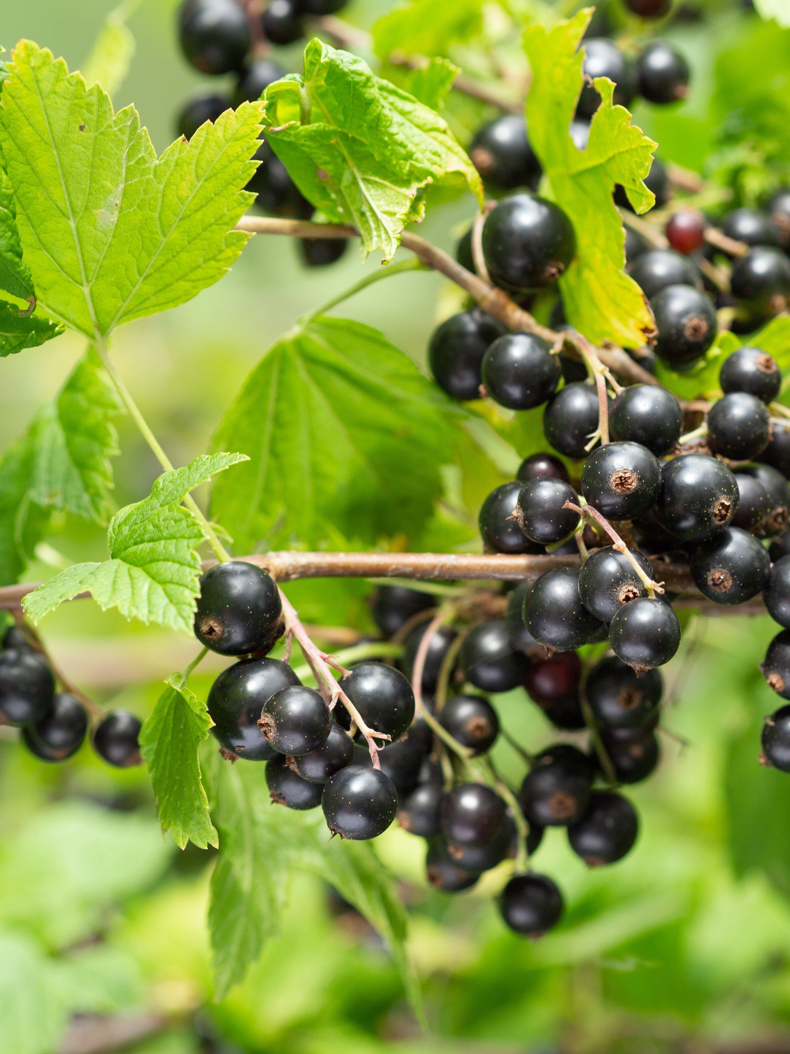 Currant Plants For Sale from Raintree Nursery