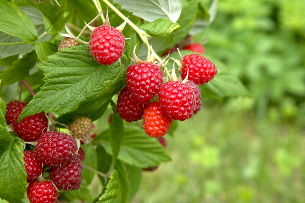 Raspberry Canes for Sale | Buy Raspberry Canes Online