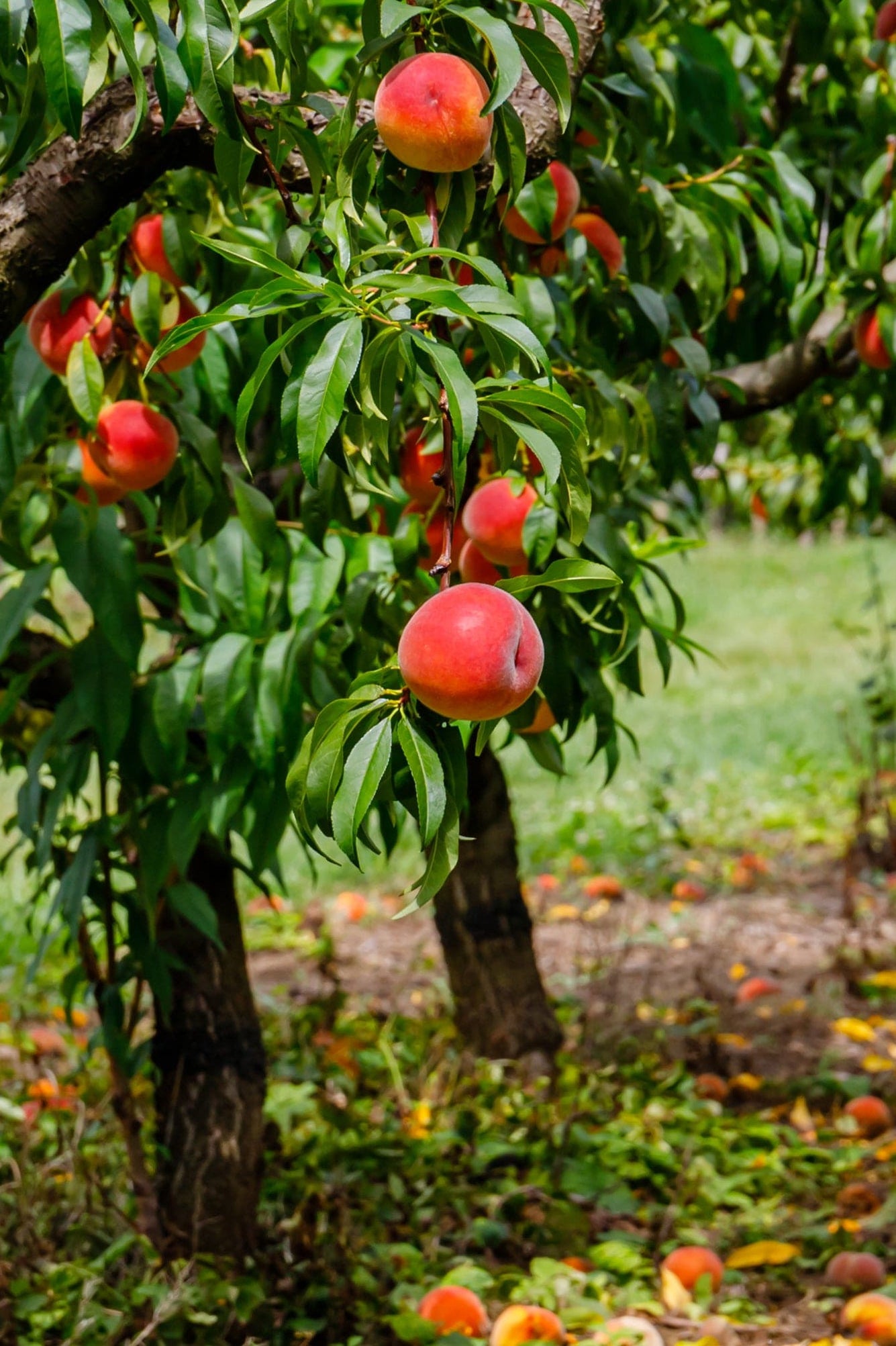 Order Fruit Trees Online | Mail Order Nursery - Raintree Nursery