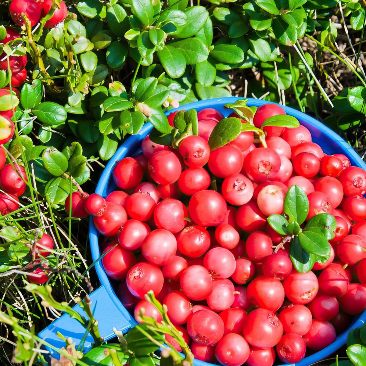 Stevens Cranberry - Raintree Nursery