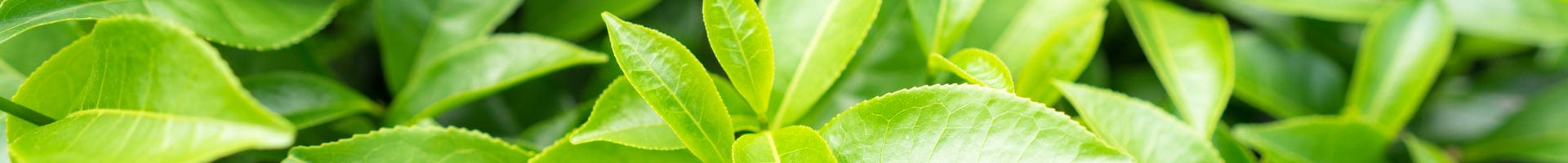 Growing TEA - Raintree Nursery