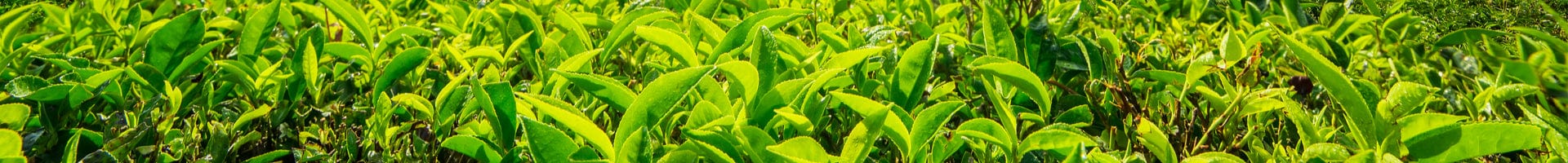 Growing TEA - Raintree Nursery