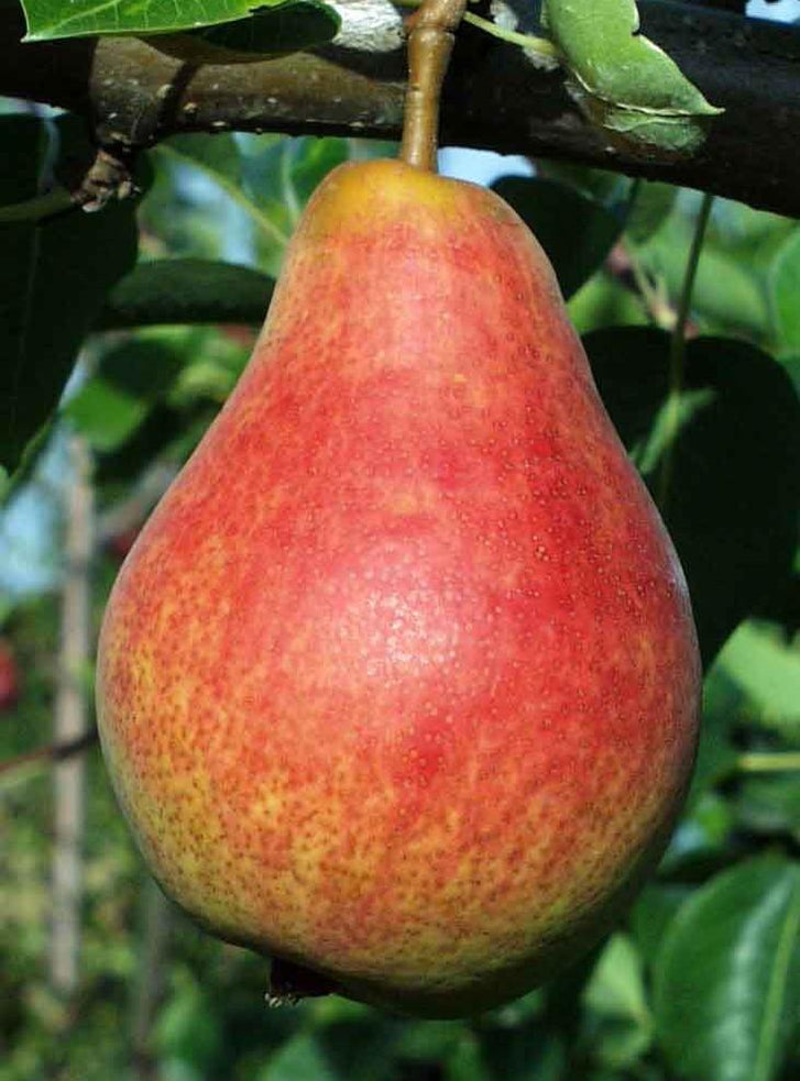 Fruit Cocktail Trees for Your Garden | Raintree Nursery