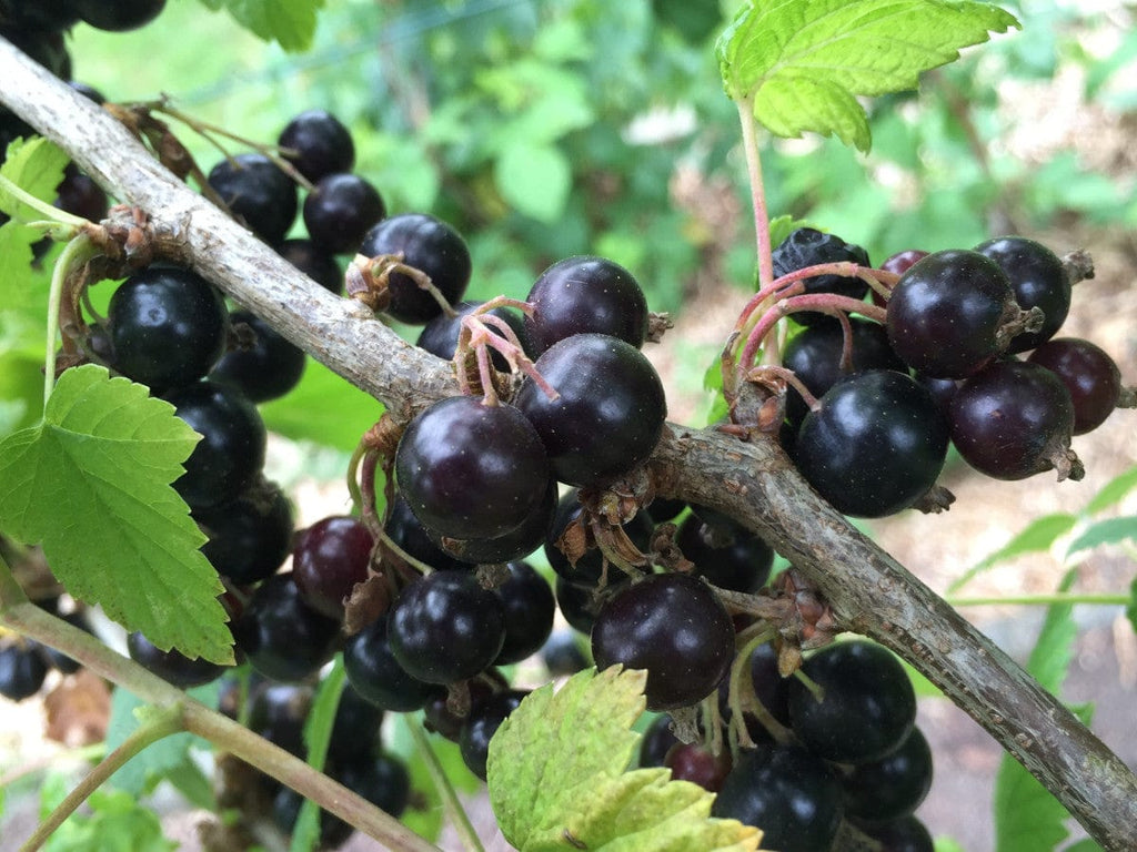 Currant Plants For Sale from Raintree Nursery