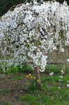 Weeping Santa Rosa Plum