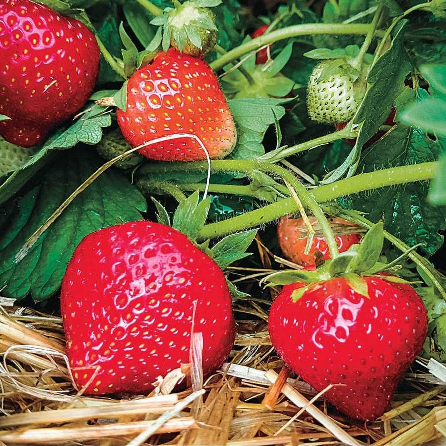 Bare Root Strawberry Plants | Grow Great Tasting Fruits — Raintree Nursery