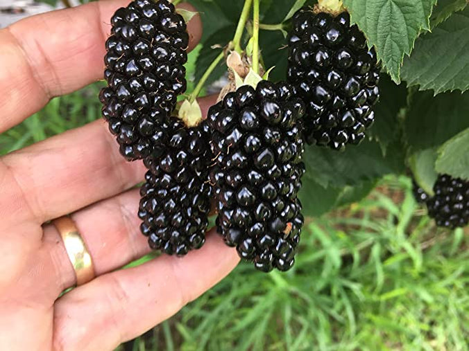 Thornless Blackberry Plants | Order Highest Quality Bushes — Raintree ...
