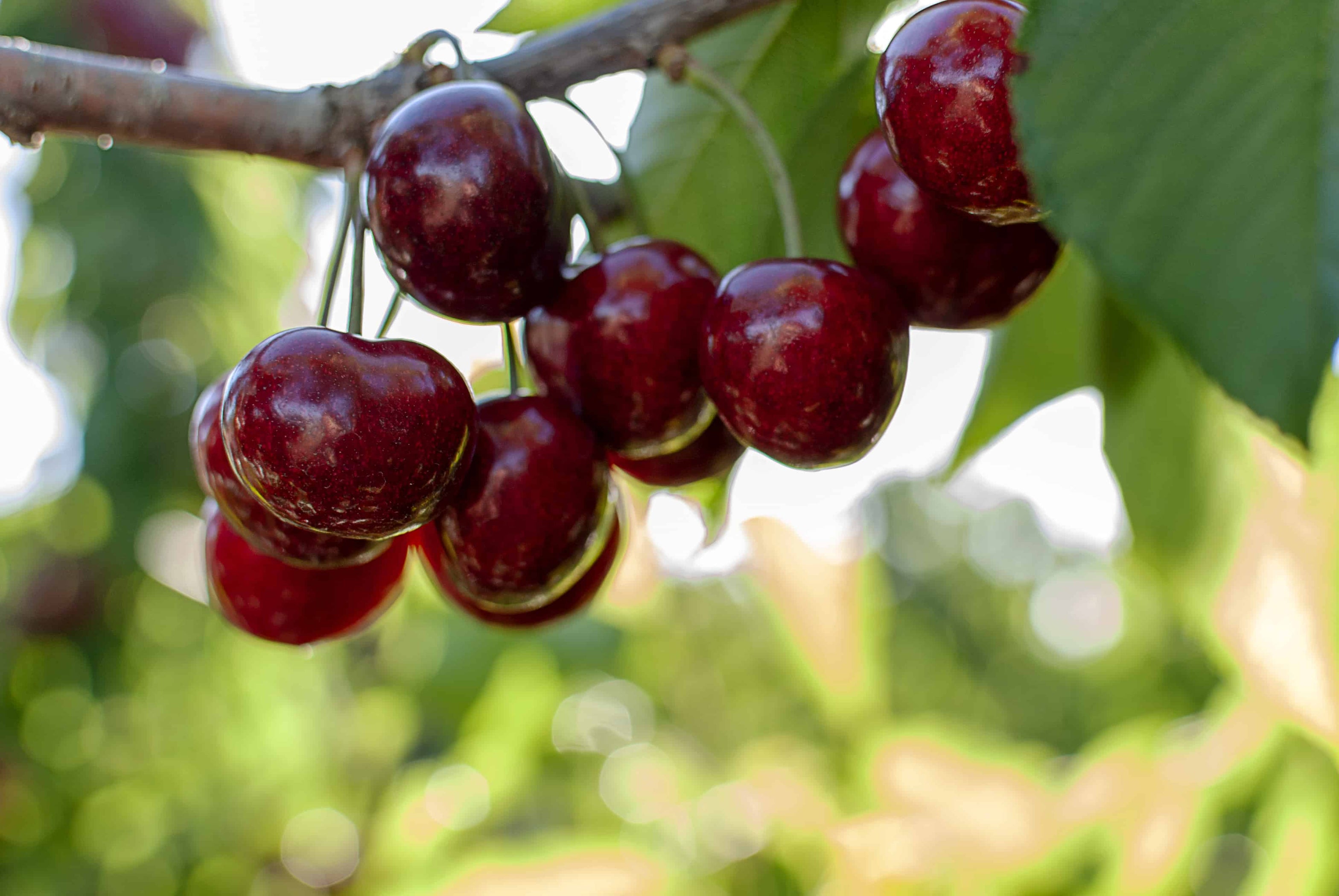 Amarena Di Pescara Cherry — Raintree Nursery