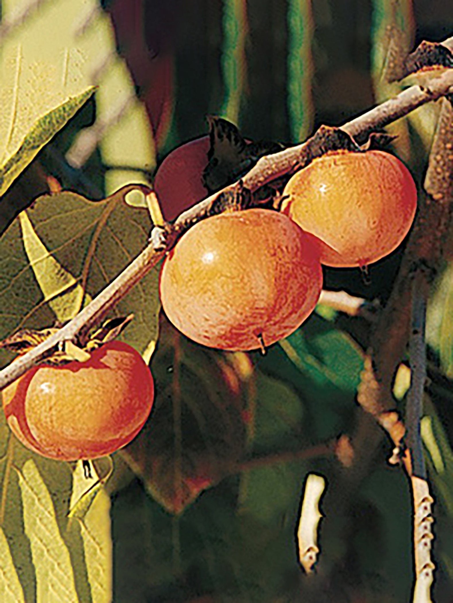 Prairie Dawn ™ American Persimmon — Raintree Nursery