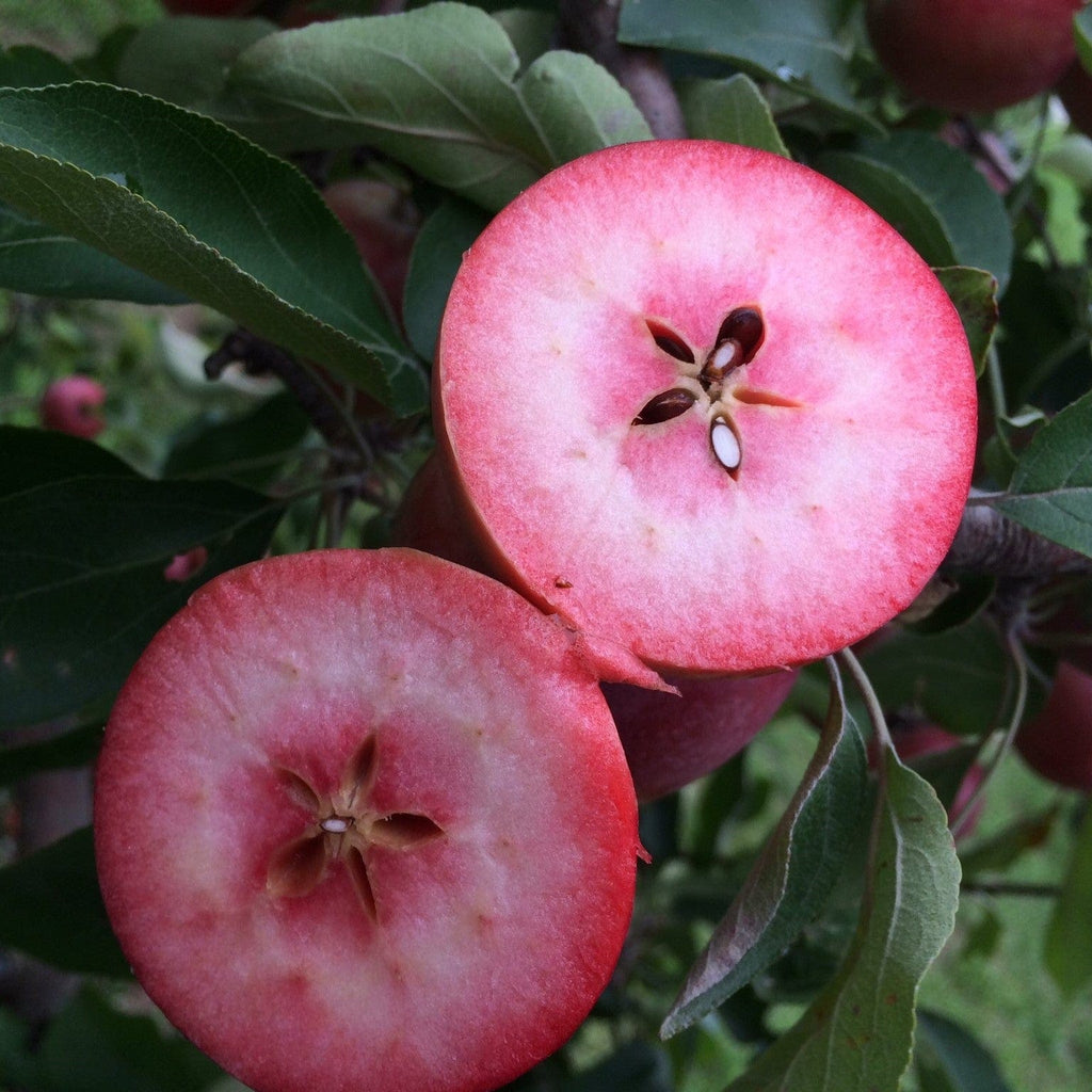 Products — Raintree Nursery