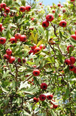 Red Azarole Hawthorn — Raintree Nursery