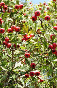 Red Azarole Hawthorn — Raintree Nursery