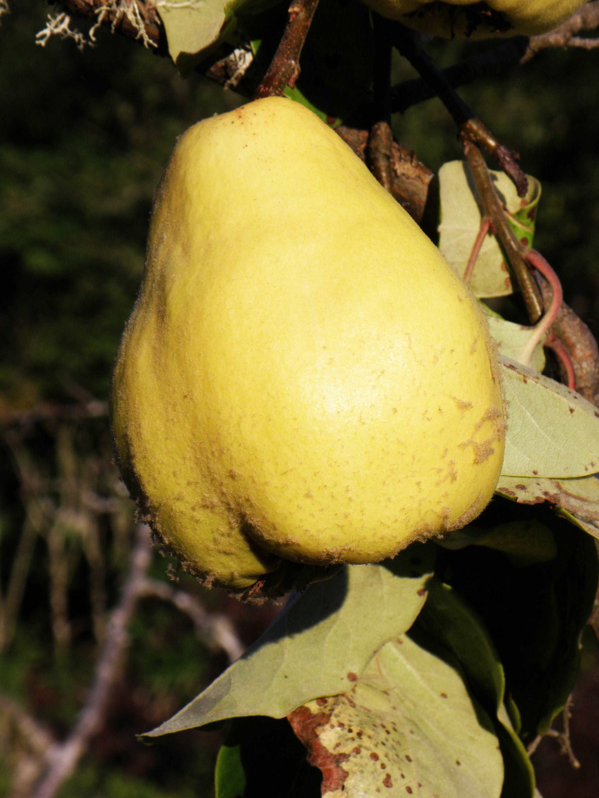 Havran Turkish Quince — Raintree Nursery