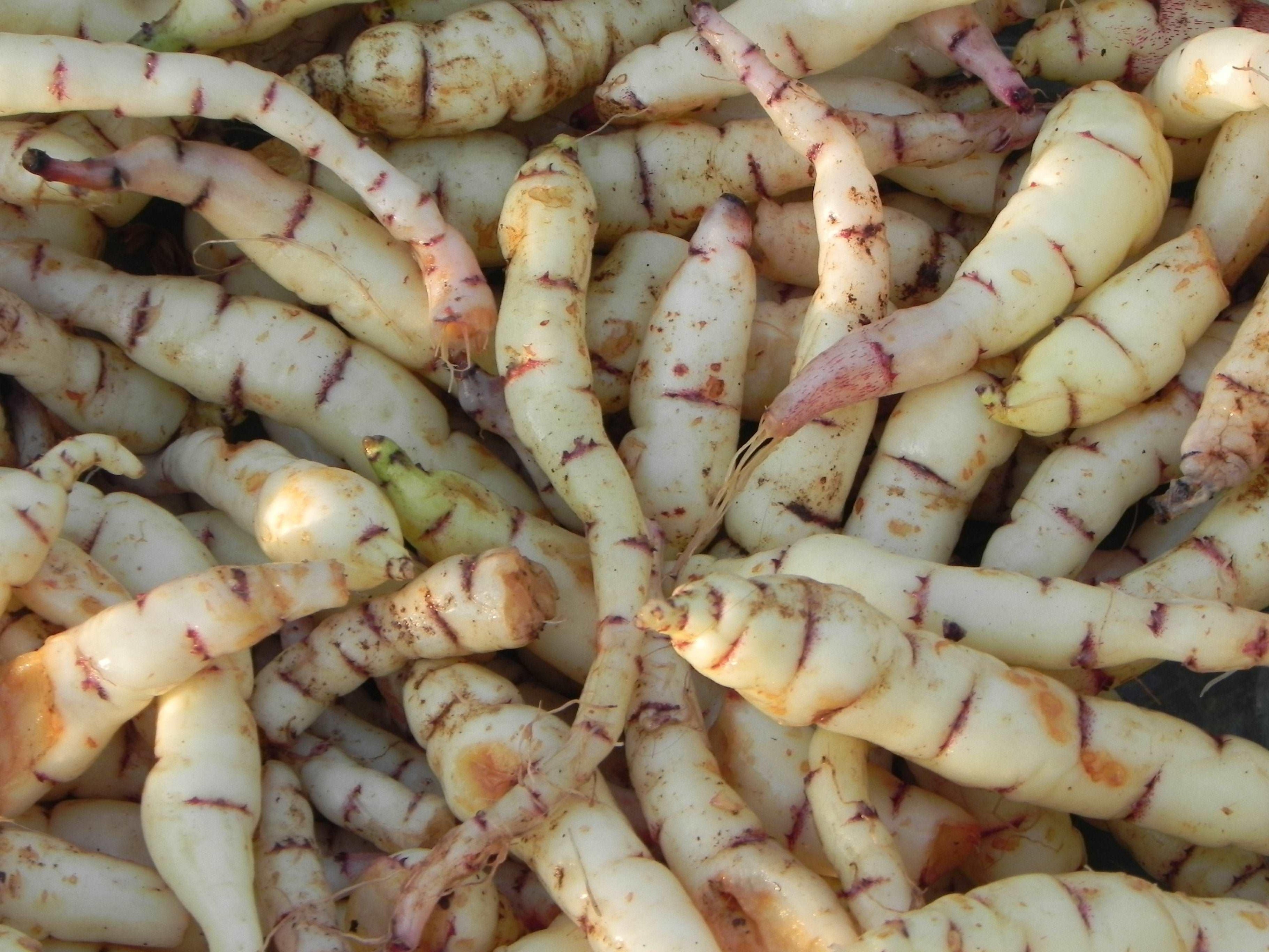 Mashua Tubers — Raintree Nursery