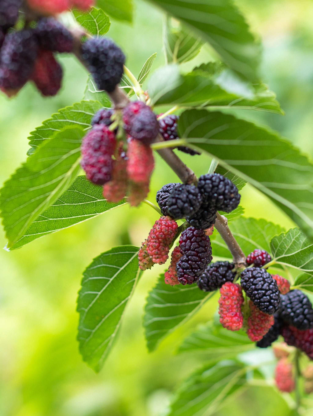 Mulberry Trees — Raintree Nursery