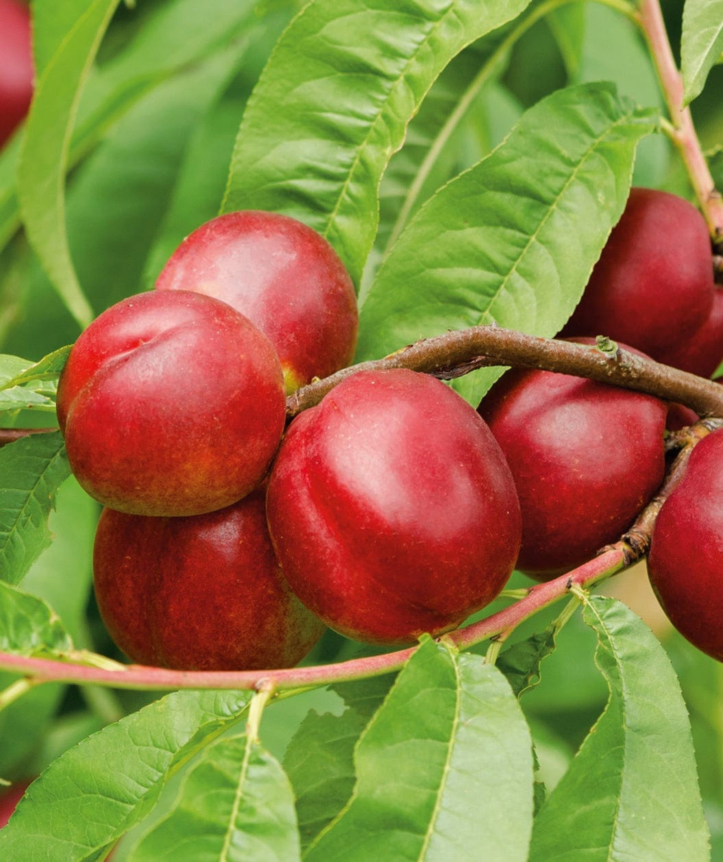 Nectarine Trees — Raintree Nursery