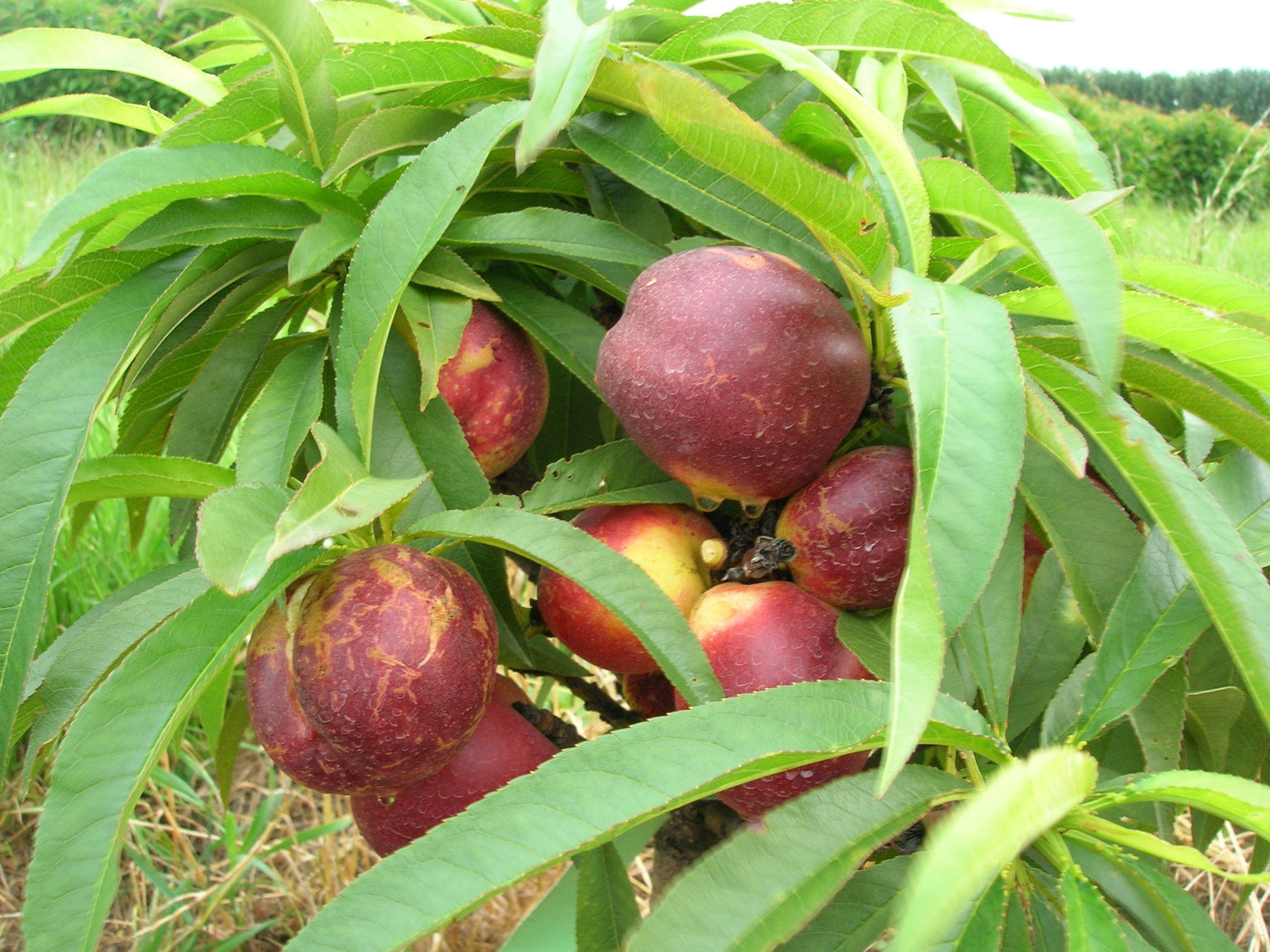 Nectarine Trees