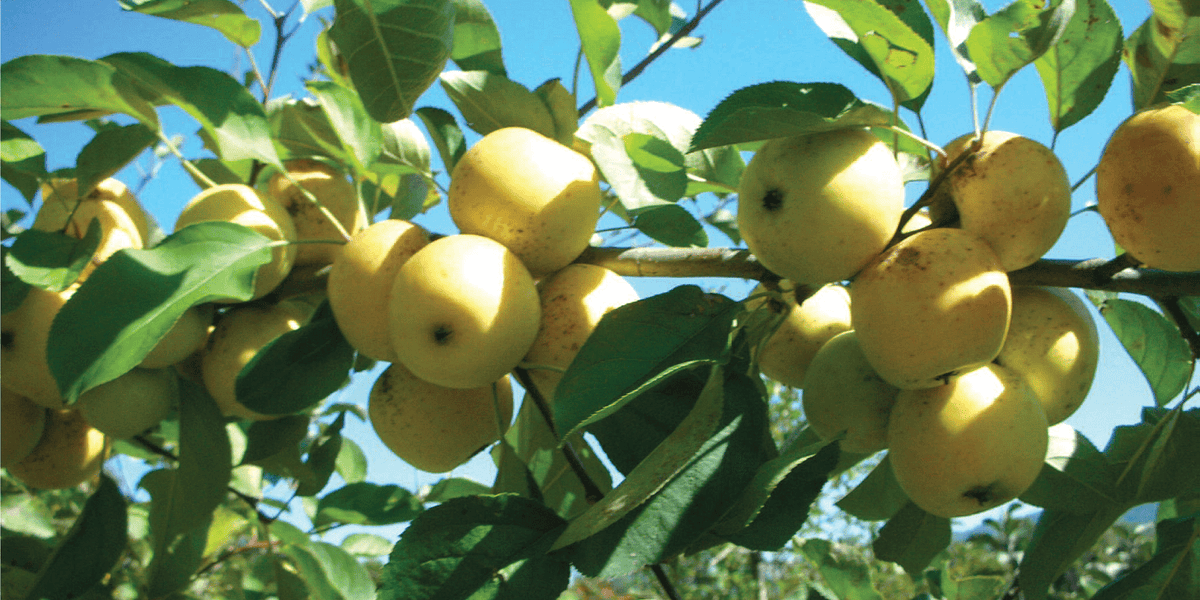 Harrison Cider Apple — Raintree Nursery
