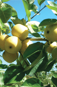 Harrison Cider Apple — Raintree Nursery