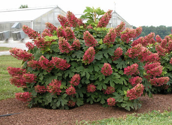 Ruby Slipper Hydrangea - Raintree Nursery