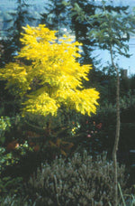 Frisia Gold Locust — Raintree Nursery