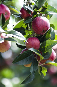 Combo Cider Apple Tree (4 varieties) — Raintree Nursery