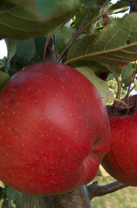 Melrose Apple — Raintree Nursery