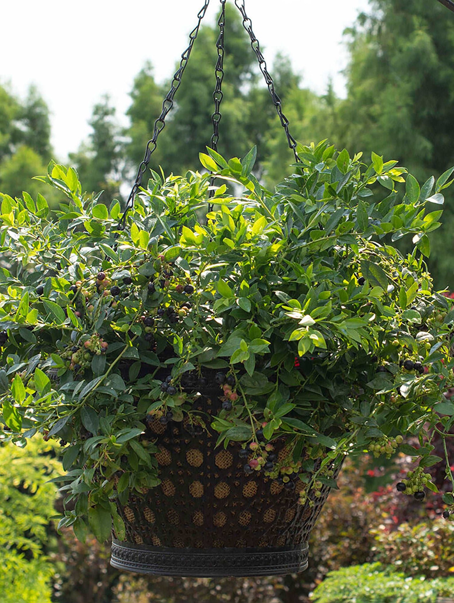 Bushel and Berry® Midnight Cascade® Blueberry — Raintree Nursery