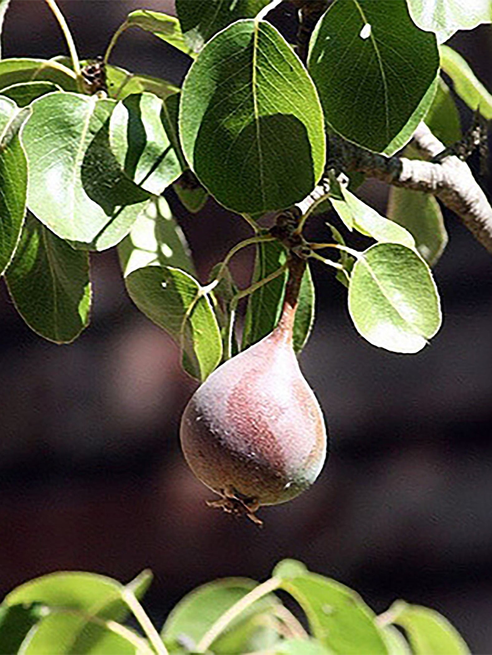 Moonglow Pear — Raintree Nursery