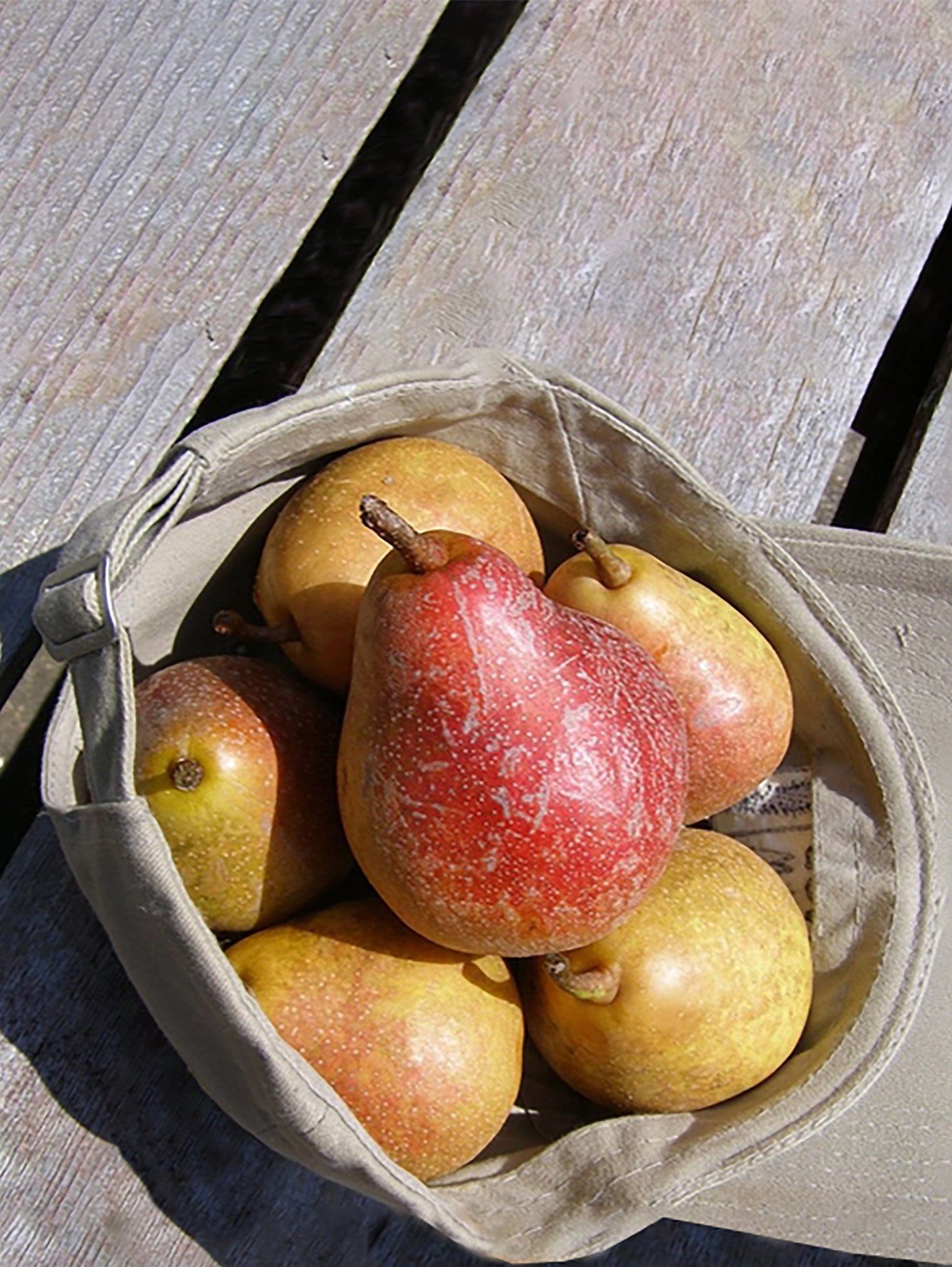 European Pear Trees — Raintree Nursery