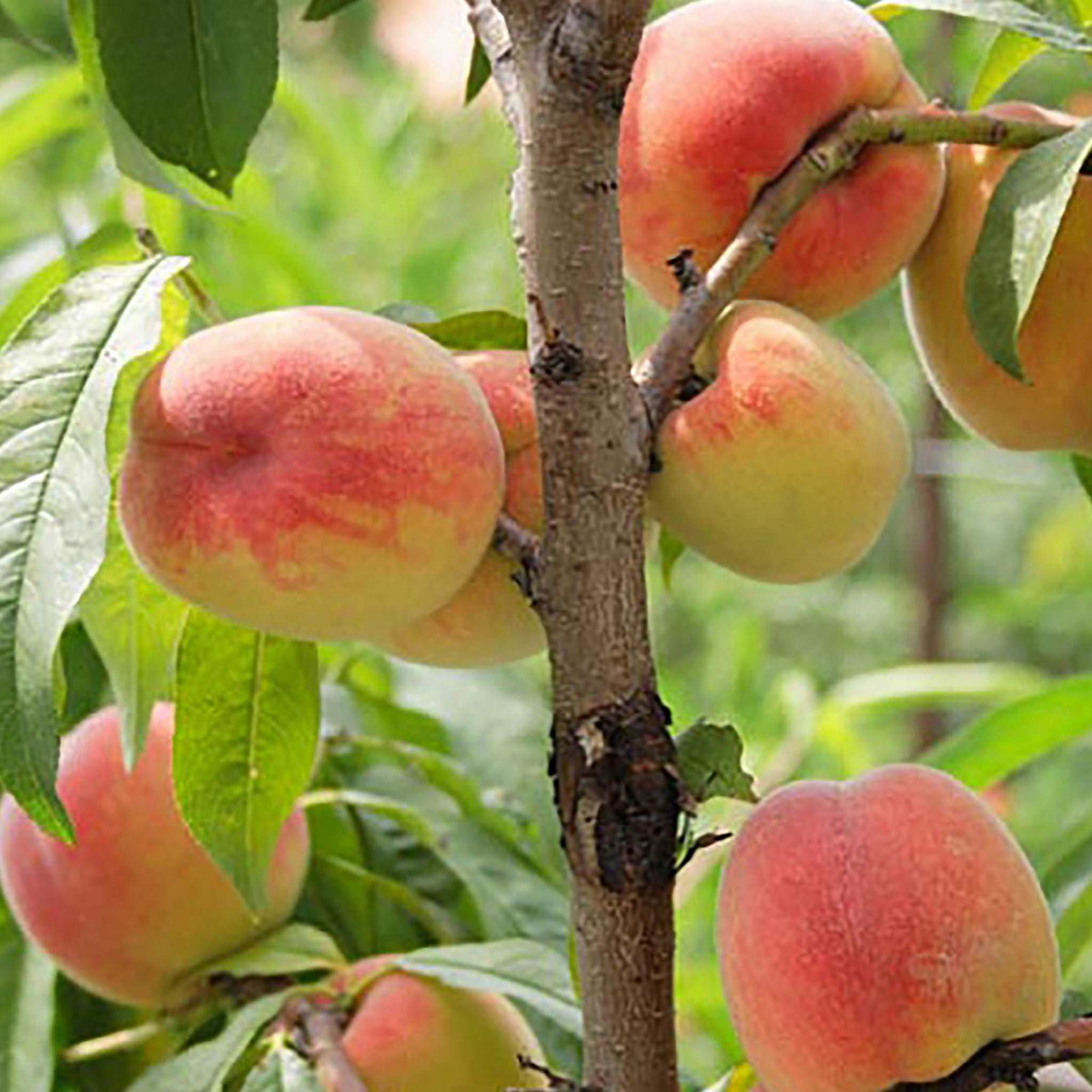 Reliance Peach — Raintree Nursery