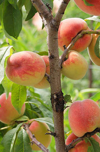 Reliance Peach — Raintree Nursery