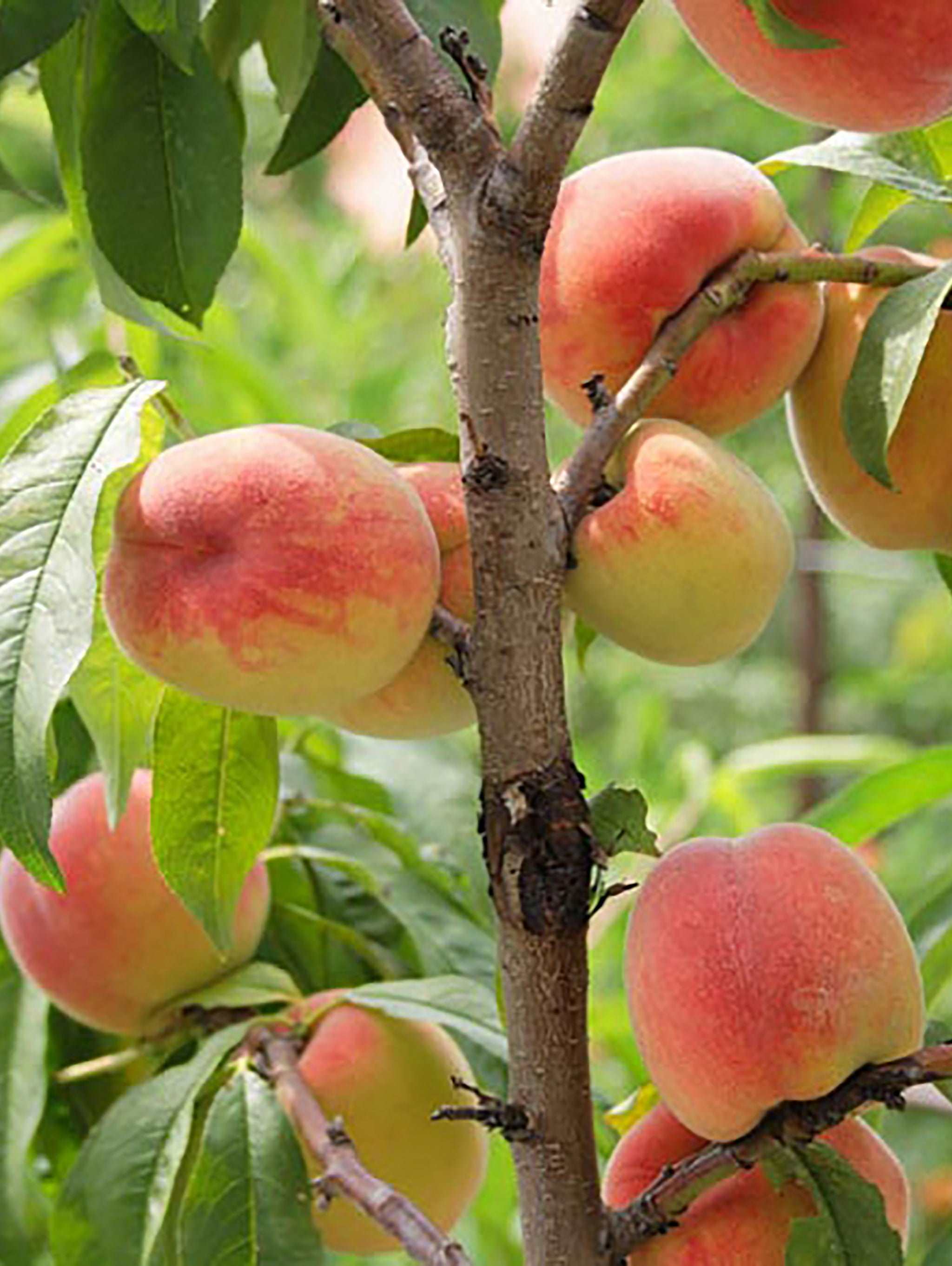 Reliance Peach — Raintree Nursery