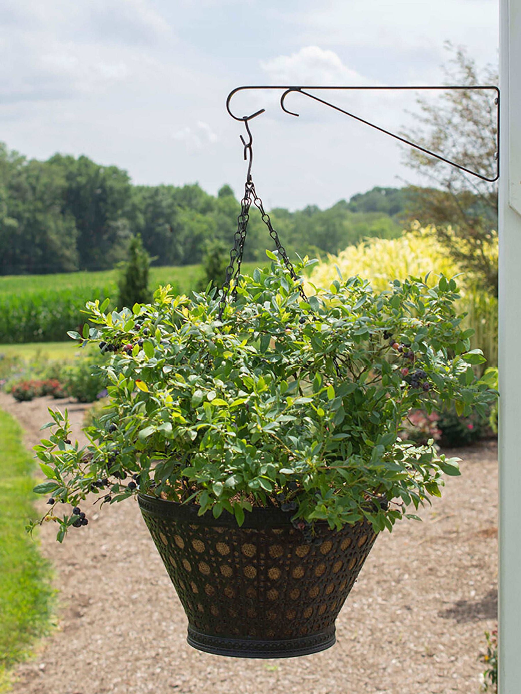 Bushel and Berry® Sapphire Cascade® Blueberry — Raintree Nursery