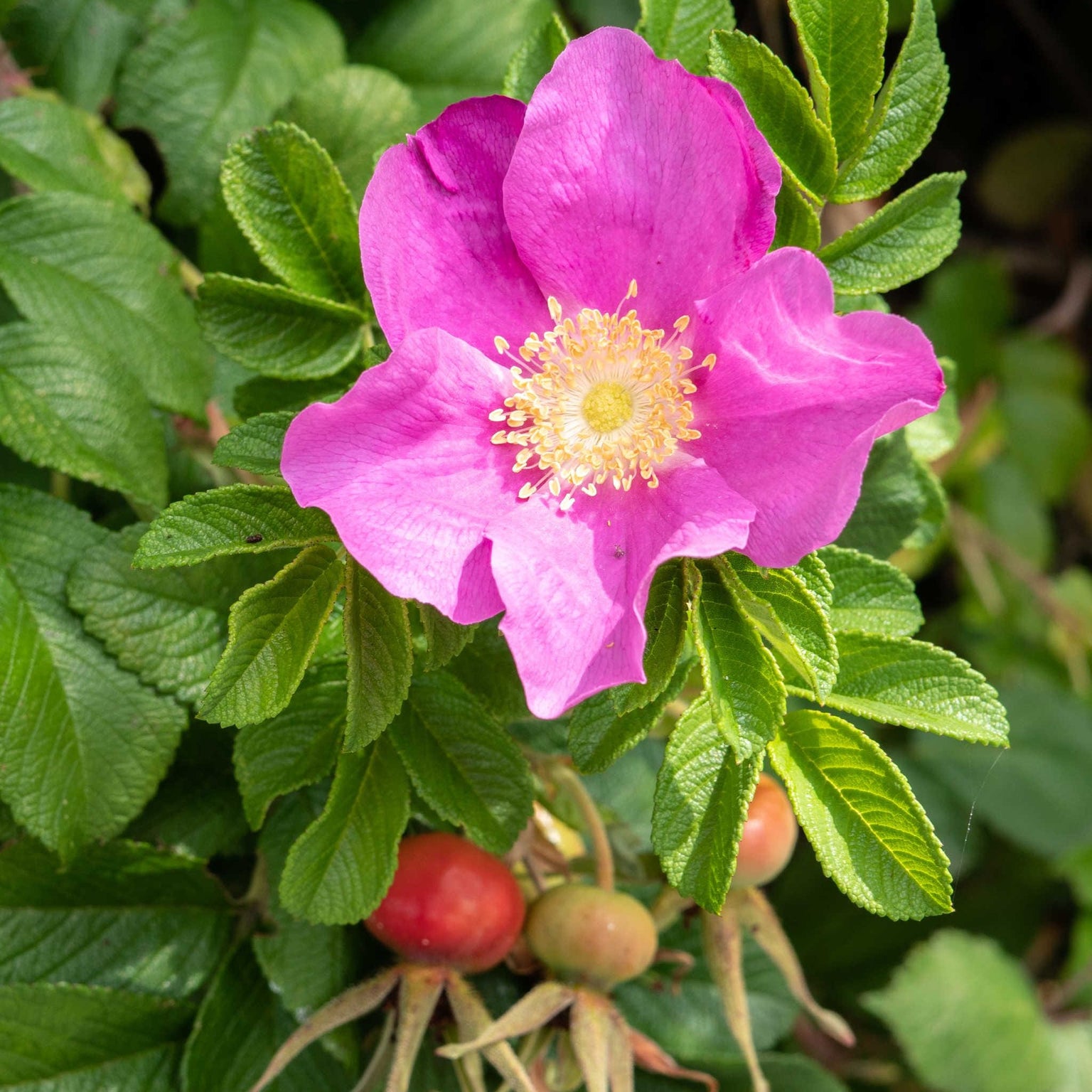 Buy Berry Plants Online | Berry Plants For Sale — Raintree Nursery