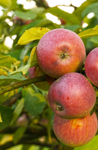 Apple Combo (5 Varieties) — Raintree Nursery