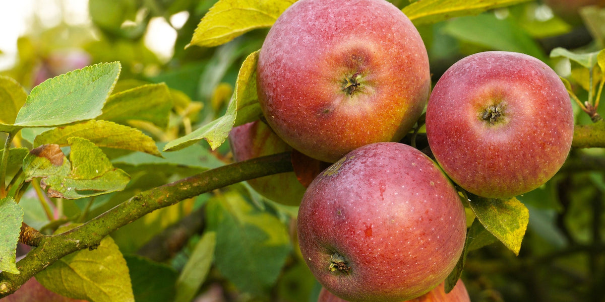 Apple Combo (3 Varieties) — Raintree Nursery