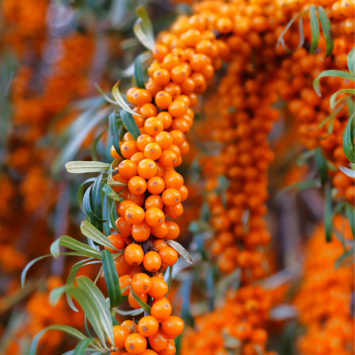 Star of Altai Sea Berry™ — Raintree Nursery