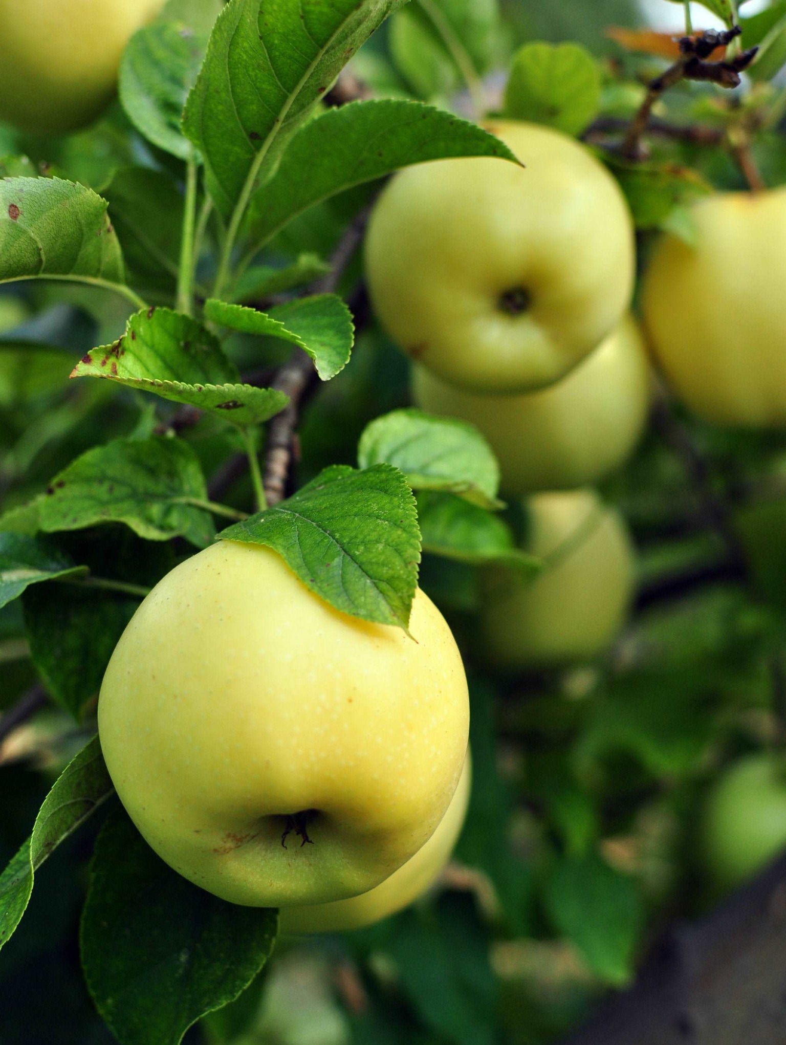 Mini Apple Trees | Order Highest Quality Plants | Raintree Nursery
