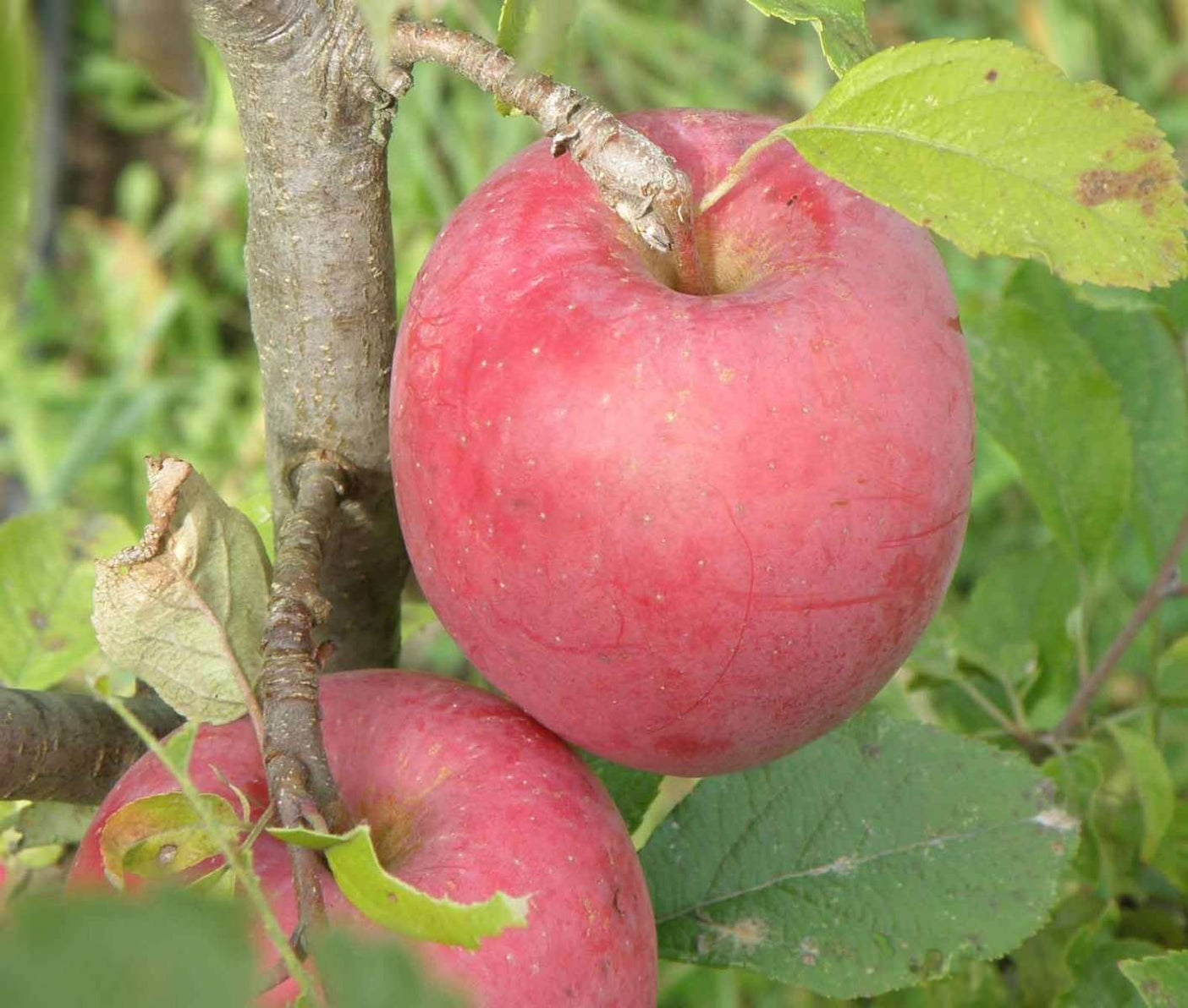 Dwarf Apple Trees | Grow Delicious Fruits | Raintree Nursery