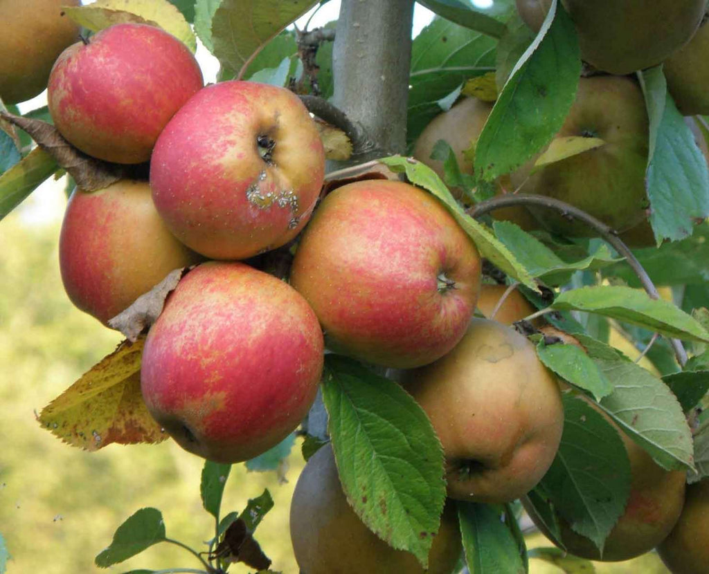 Mini Apple Trees | Order Highest Quality Plants | Raintree Nursery